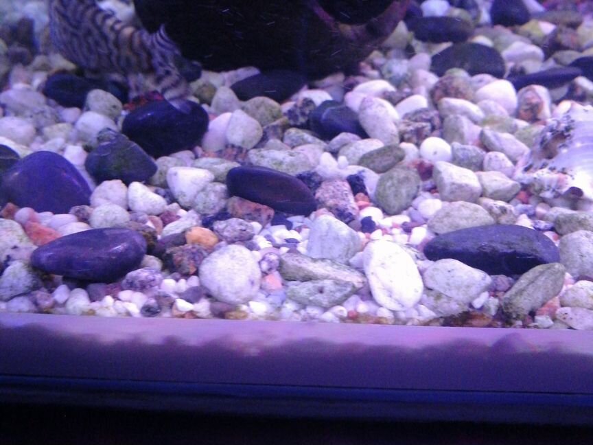 Аквариумные рыбки