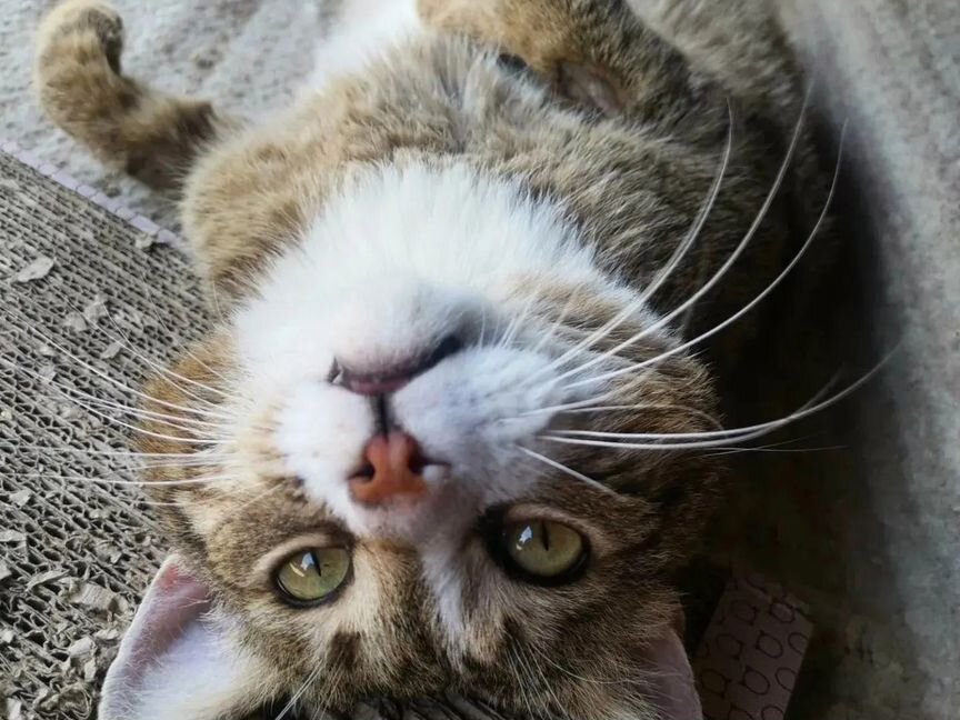 Кот Арсений из приюта в добрые руки