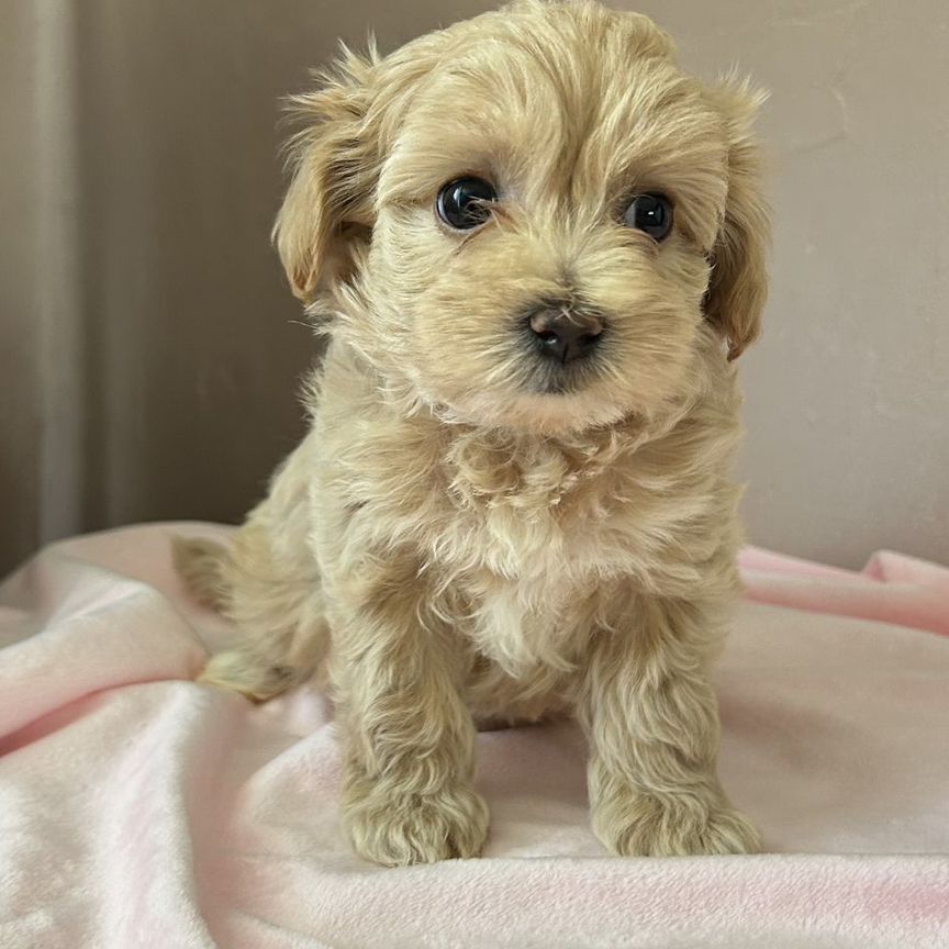 Мальтипу, щенок