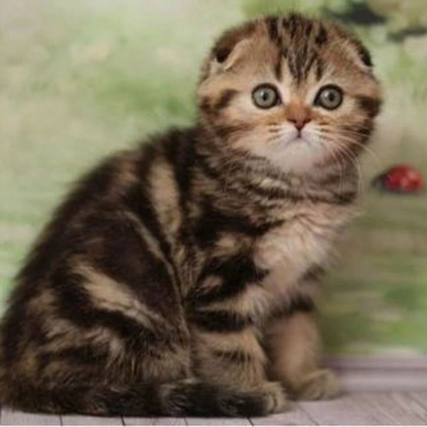 Шотландские вислоухие котята