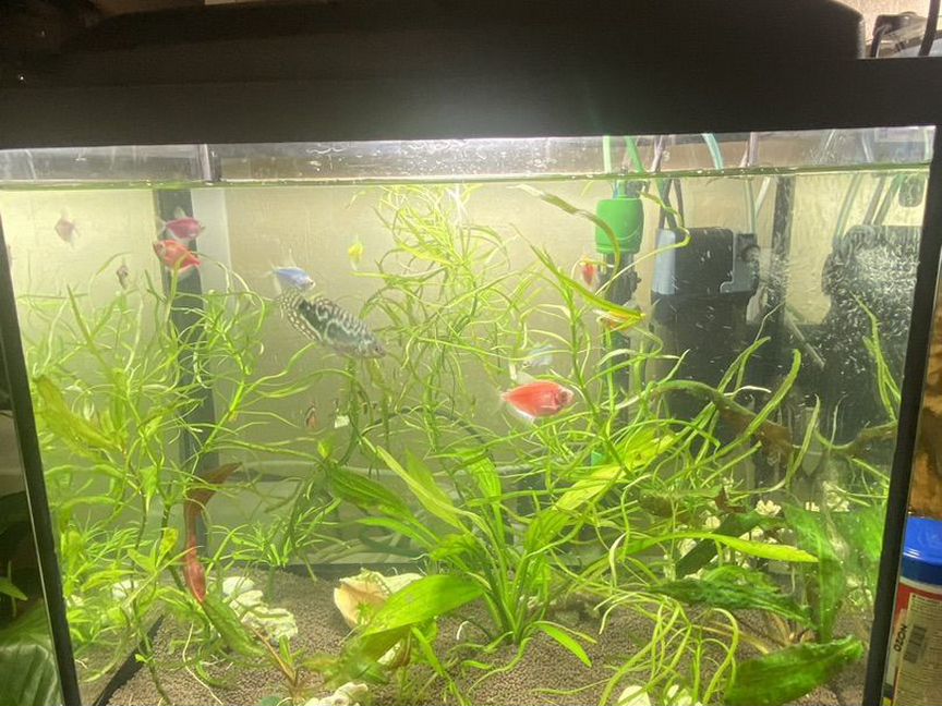 Аквариум с рыбками