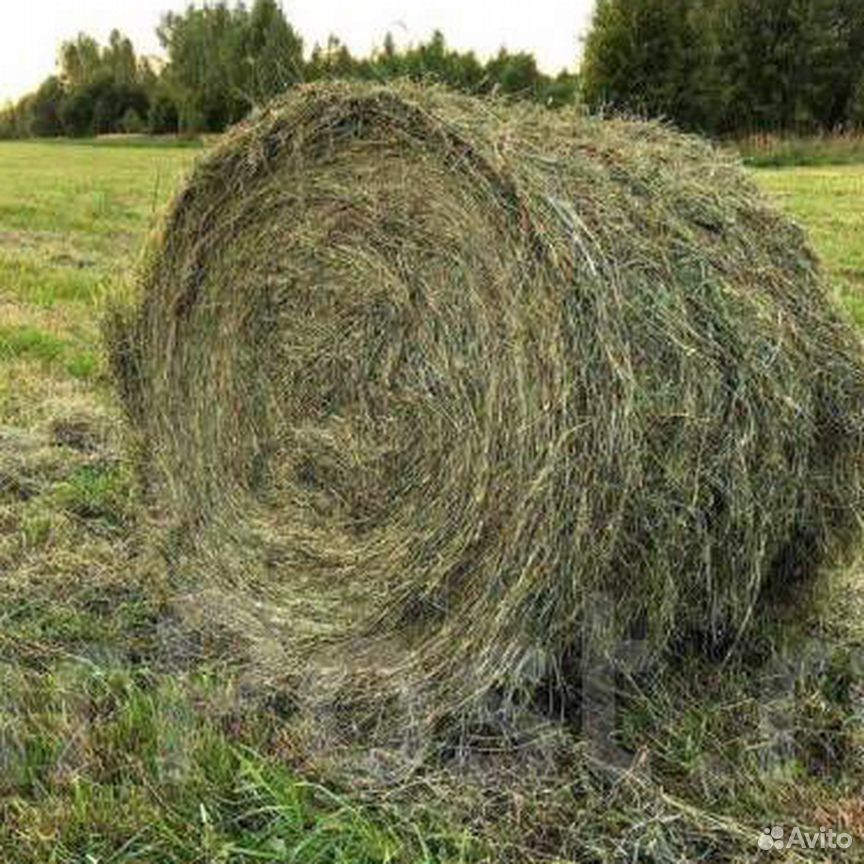 Продам сено в рулонах