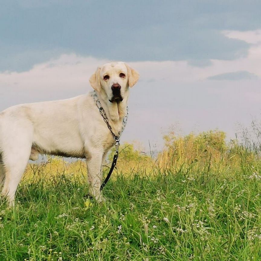 Отдам в добрые руки лабрадора