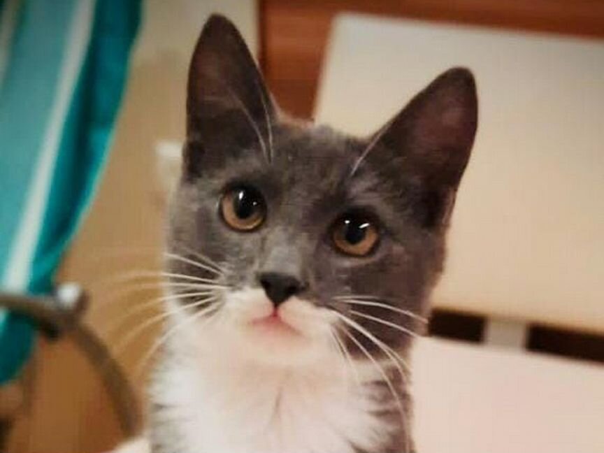 Серый котёнок Грей - 4 месяца