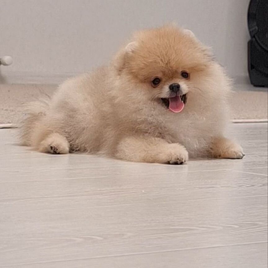 Померанский шпиц мини красавица