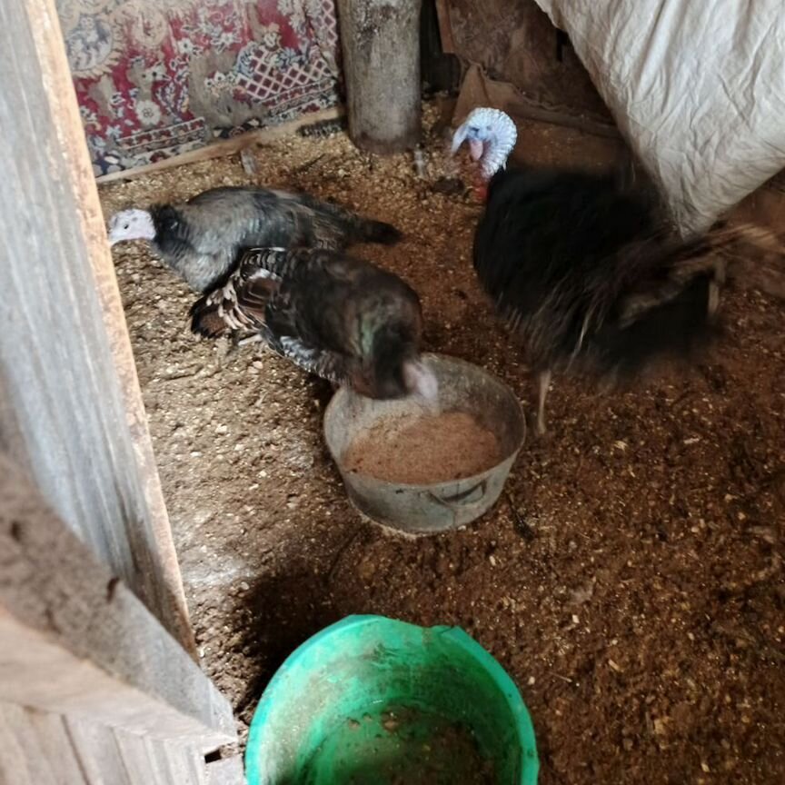 Продам одного индюка и двух индюшек