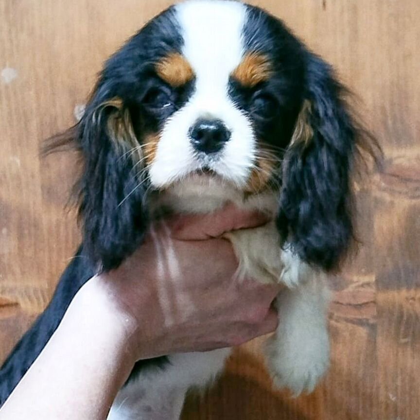 Миниатюрная девочка кавалер Кинг Чарльз спаниель