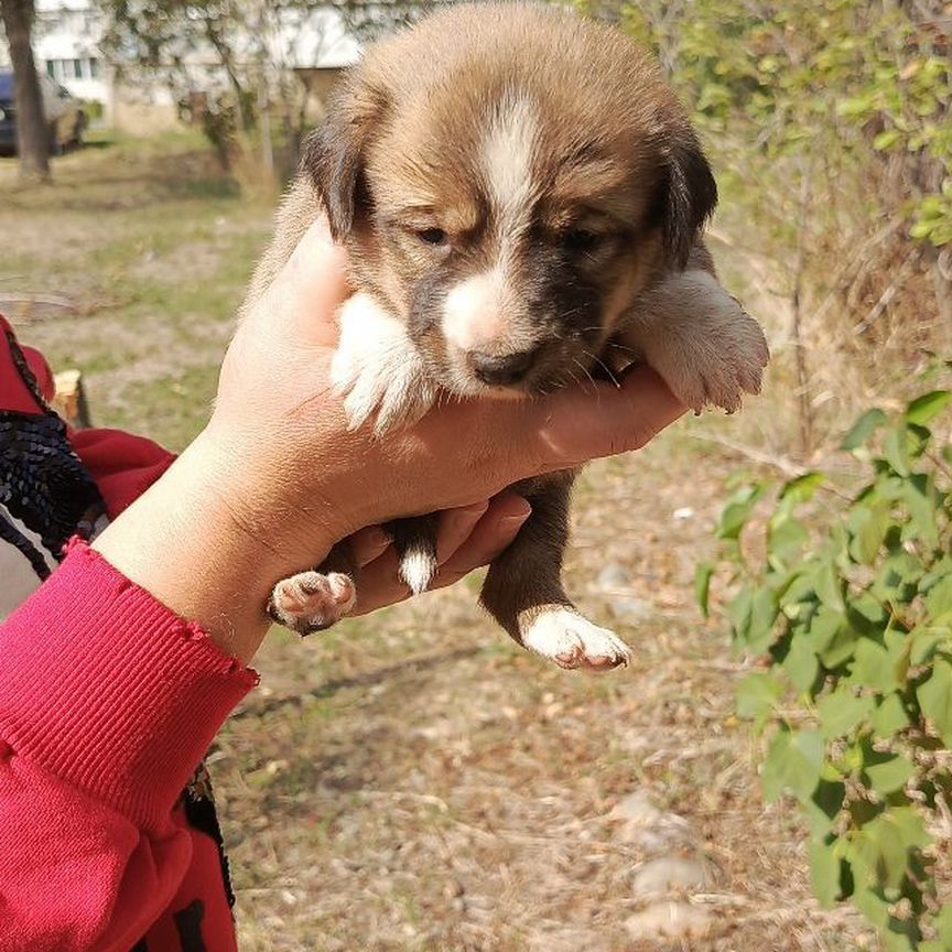 Щеночки от маленькой собачки
