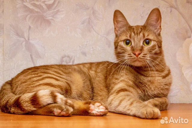 Чудесный рыжий котик-подросток Фокс в дар