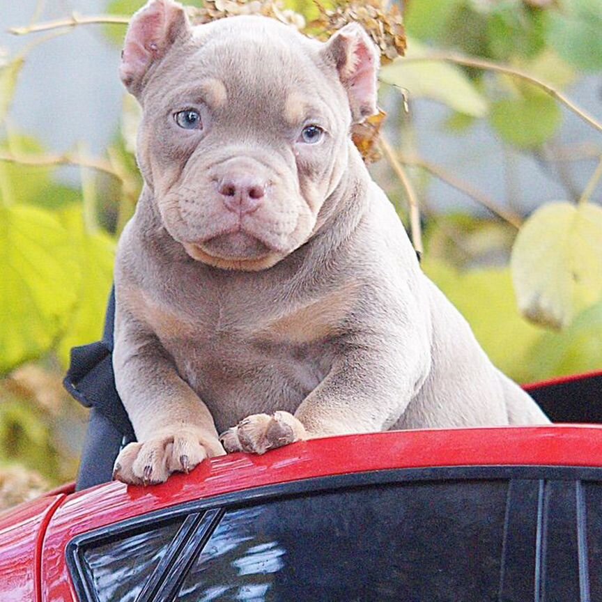 Американский булли/питомник