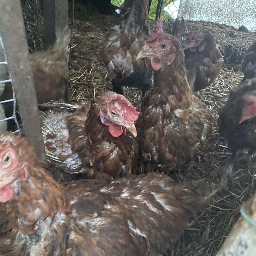 Куры несушки бу