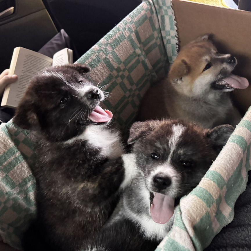 Акита-ину, щенок