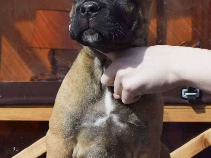 Щенки кане Корсо