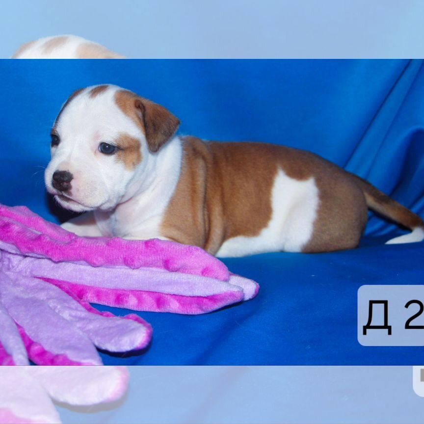 Американский стаффордширский терьер, щенок