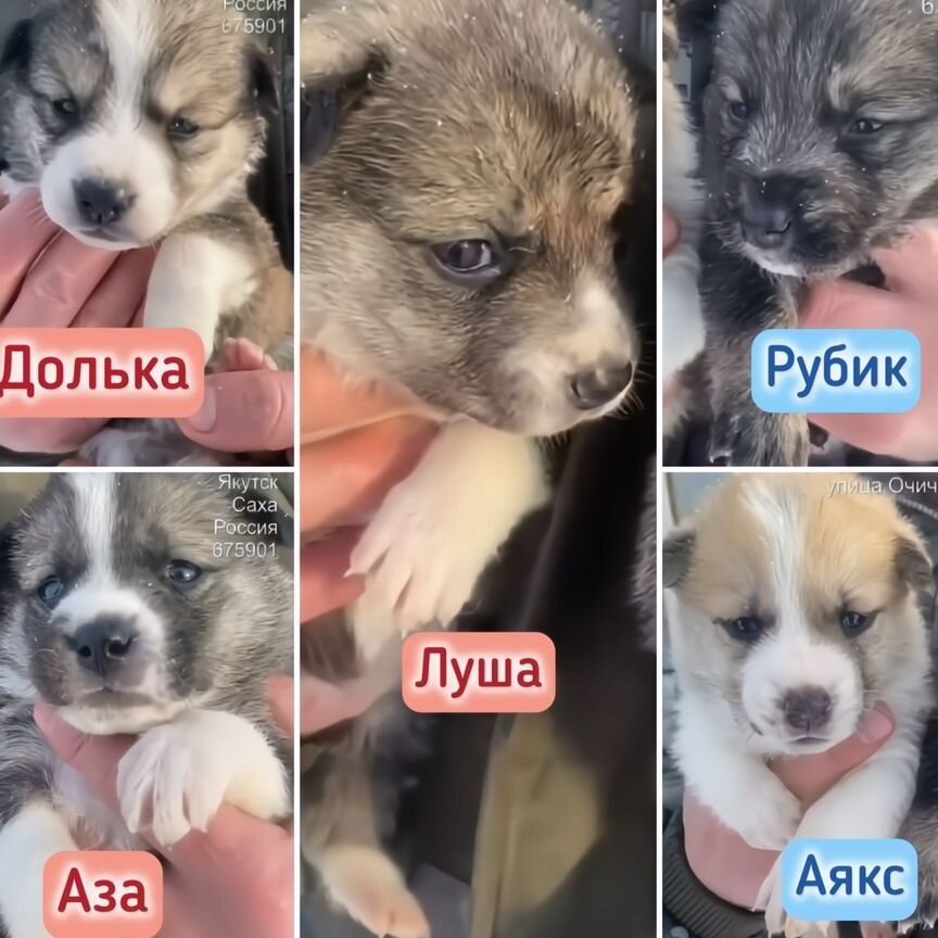 Щенок в добрые руки