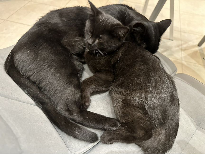 Котята крысоловы