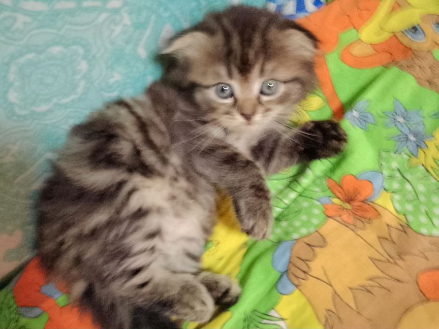 Шотландские котята