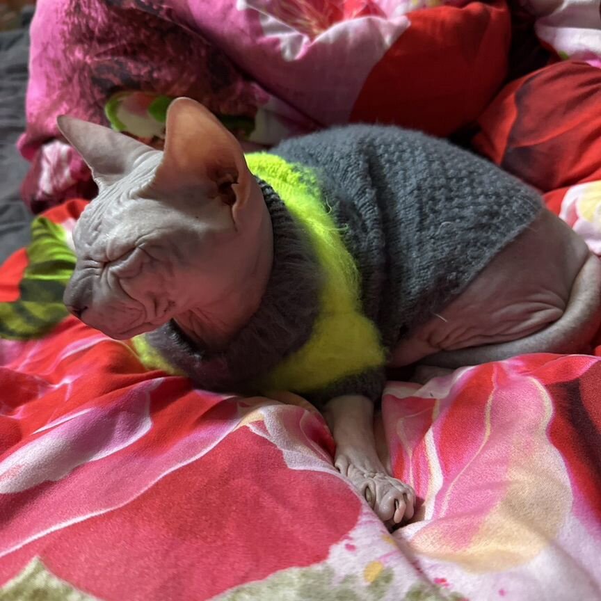 Кот сфинкс канадский