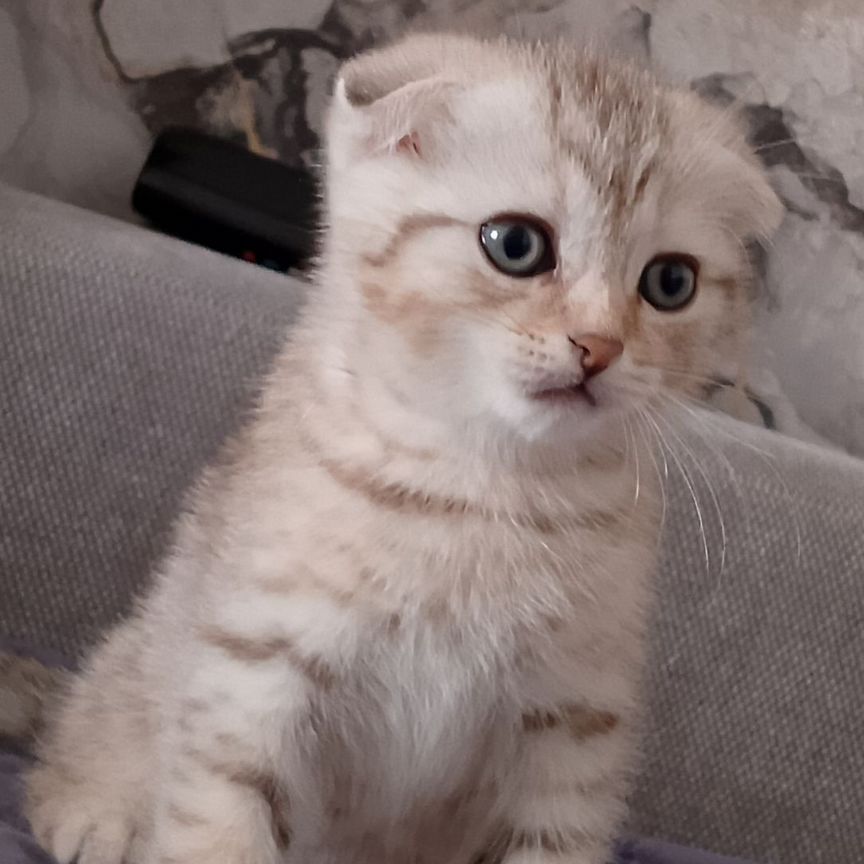 Шотландская вислоухая