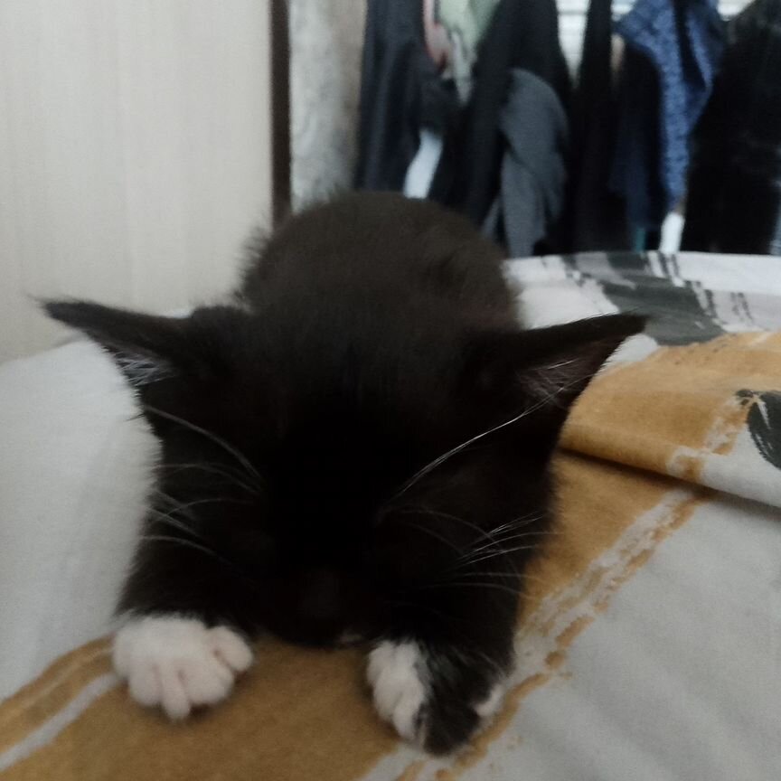 Котёнок в добрые руки