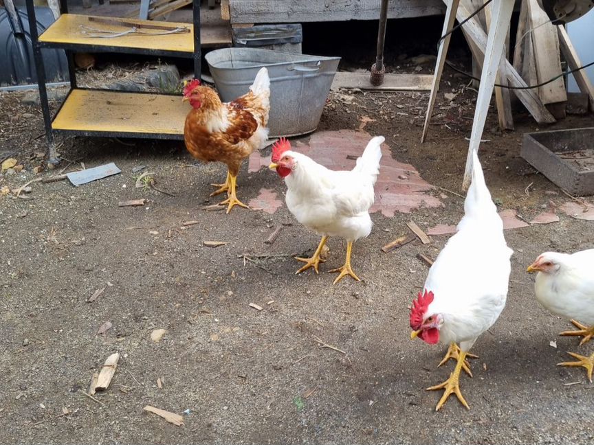 Куры молодки несушки