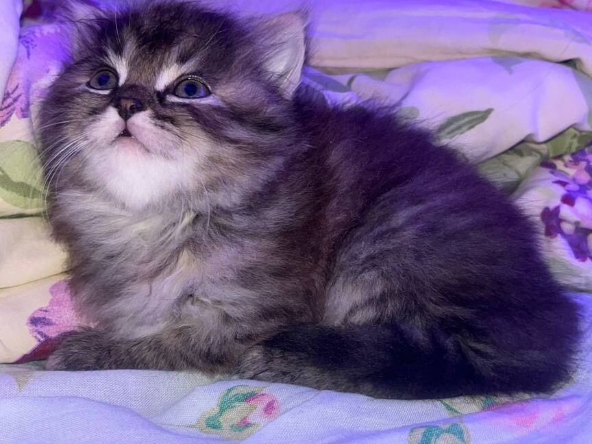 Сибирские котята