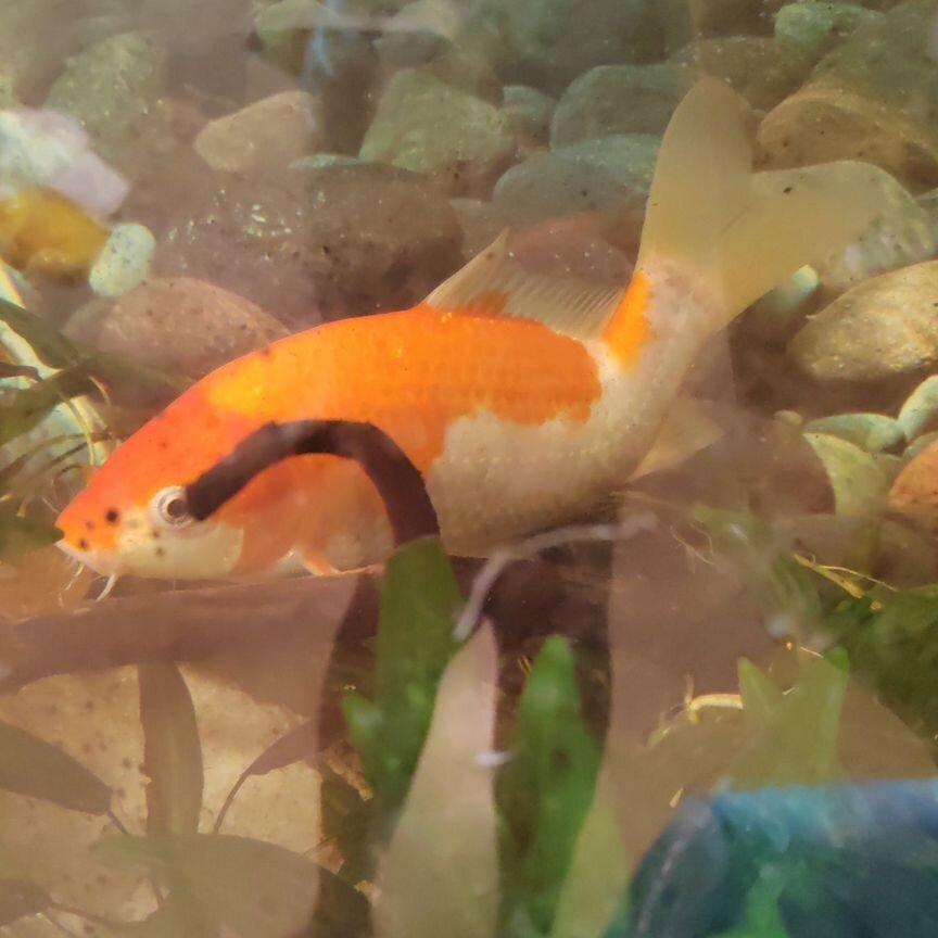 Аквариумная рыбка