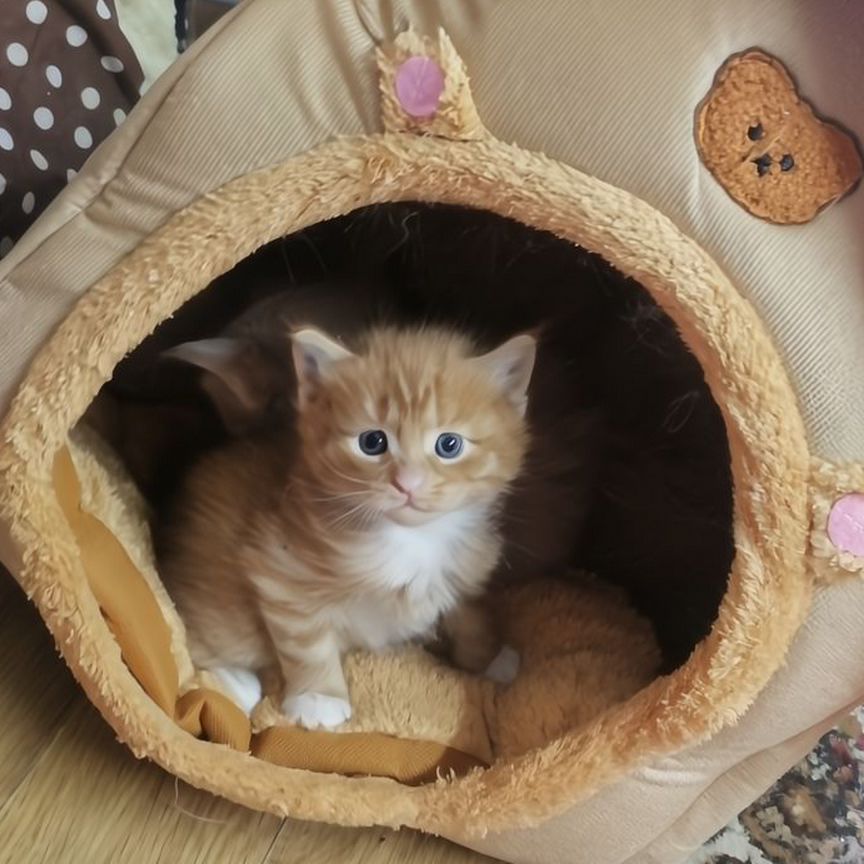 Мейн-кун котёнок