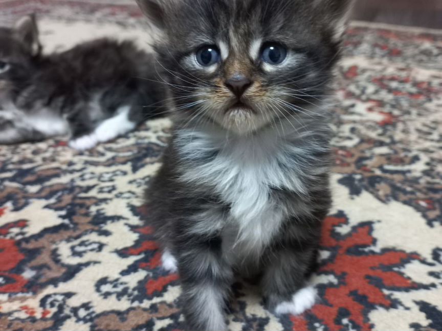 Котята мейн-кун