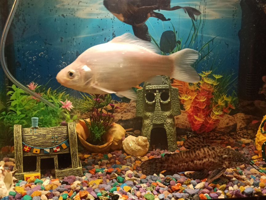 Золотой карась