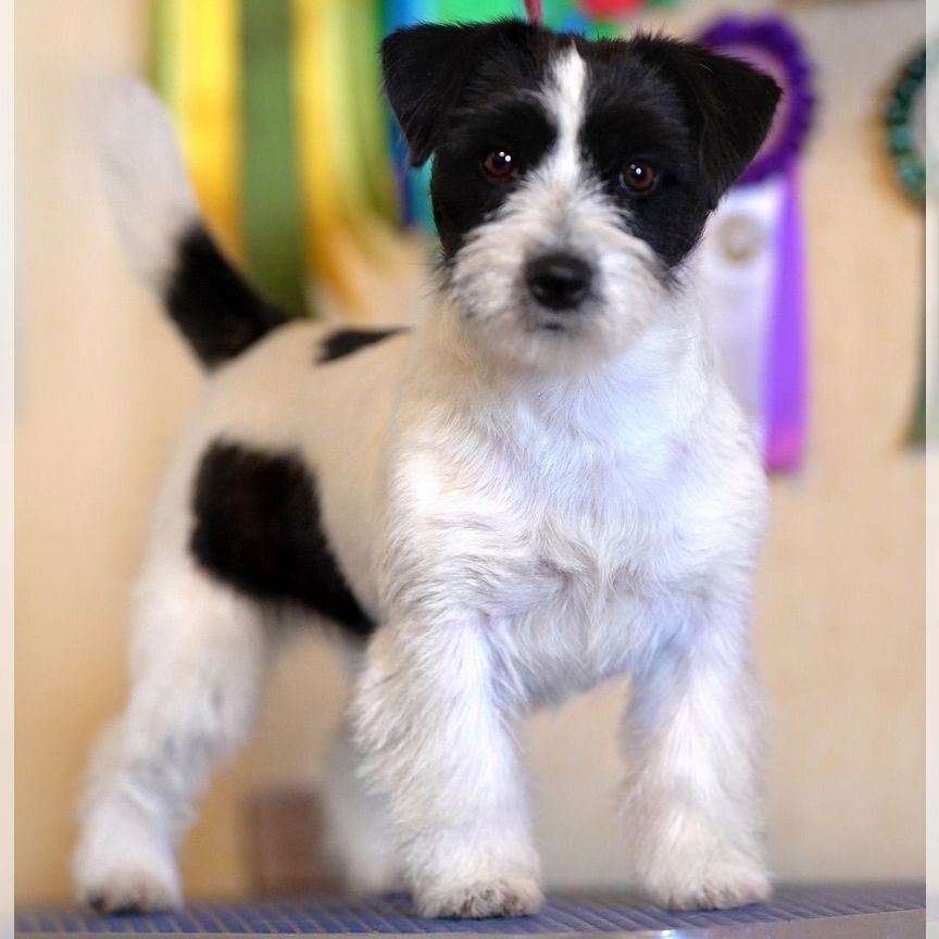 Джек-рассел-терьер, щенок