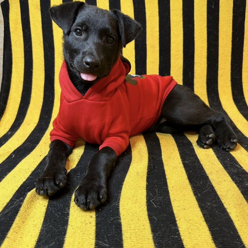 Щенок в добрые руки