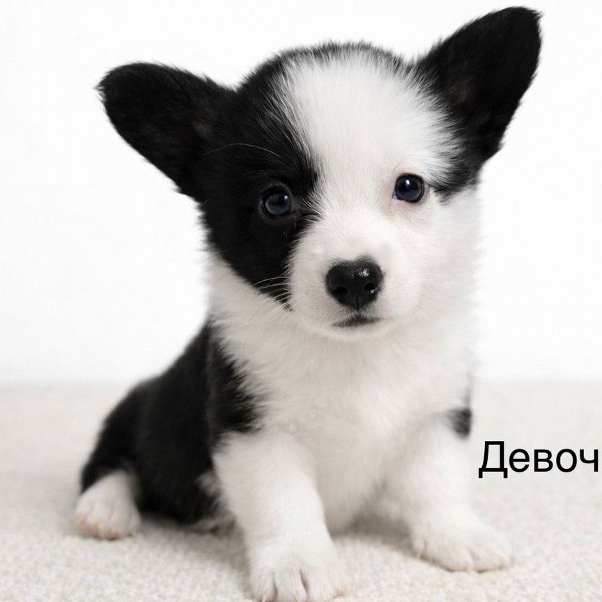 Вельш Корги Кардиган, щенок