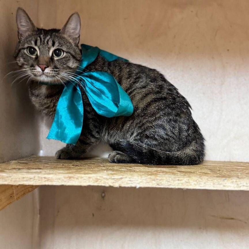 Взрослая, Девочка кошка в добрые руки