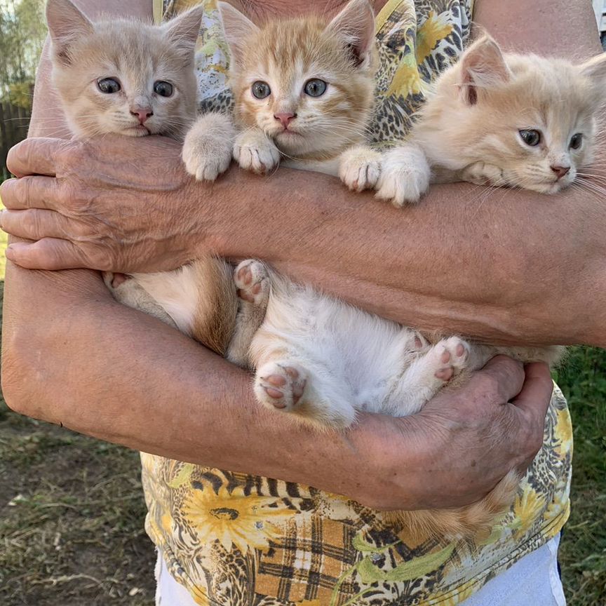 Котята в добрые руки бесплатно