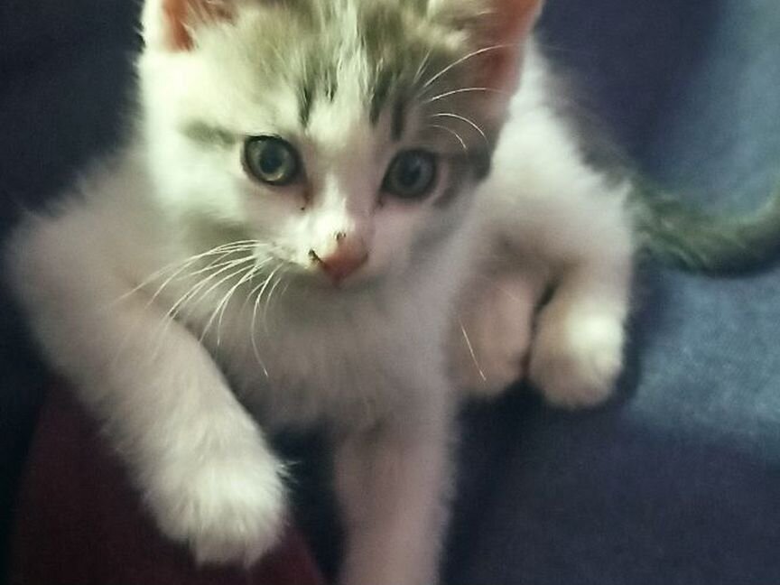 Котята в добрые руки бесплатно