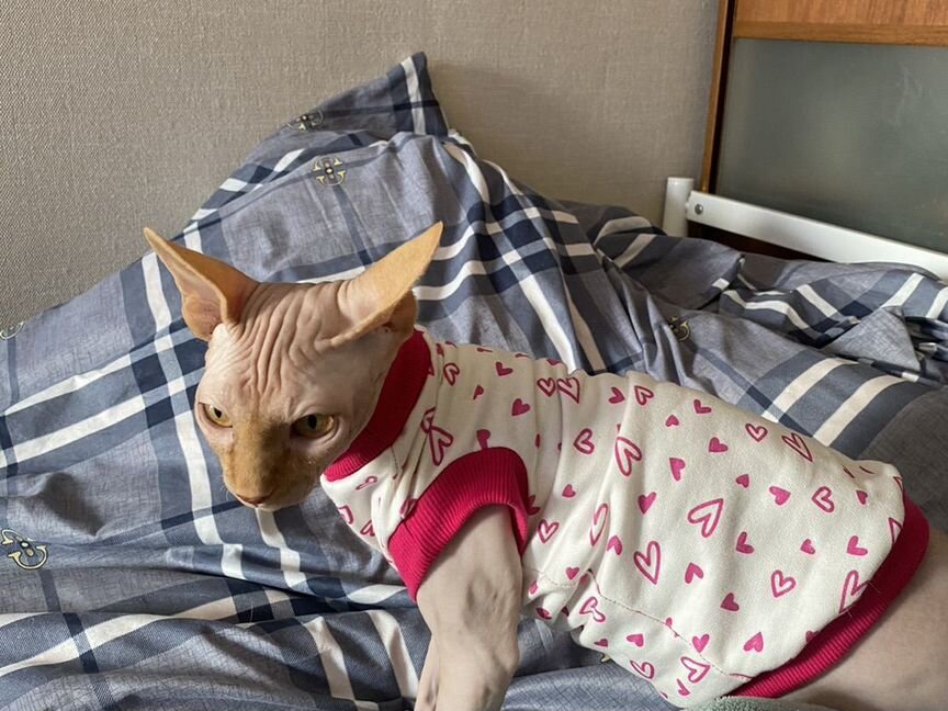 Кот на вязку сфинкс