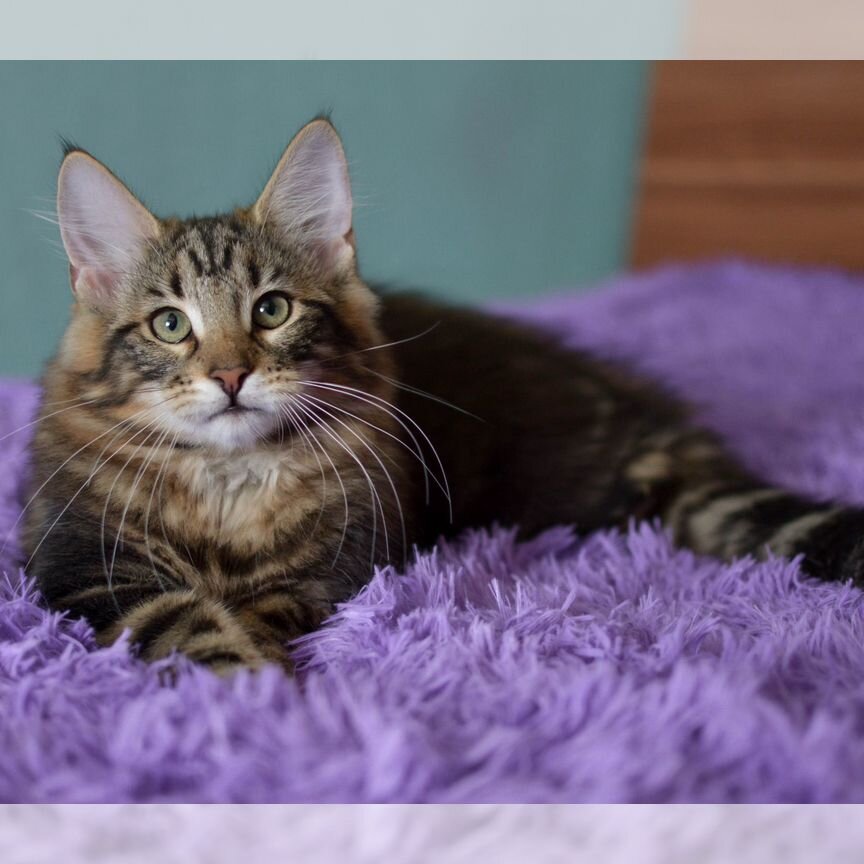 Котенок из питомника