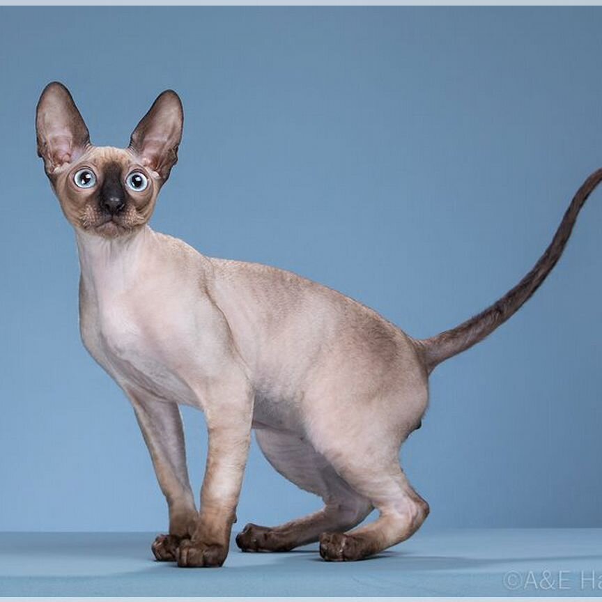 Котенок корниш-рекс