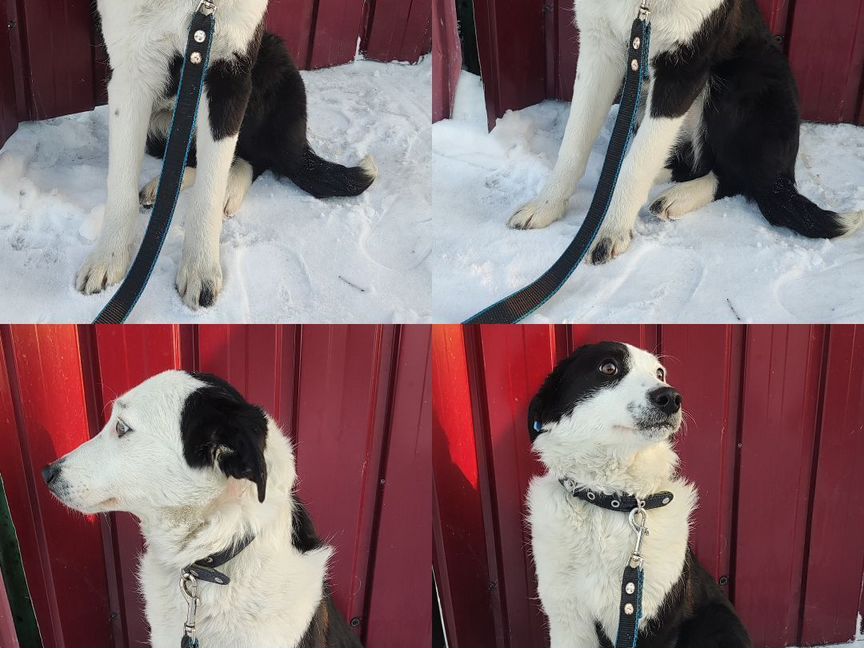 Щенок в добрые руки бесплатно