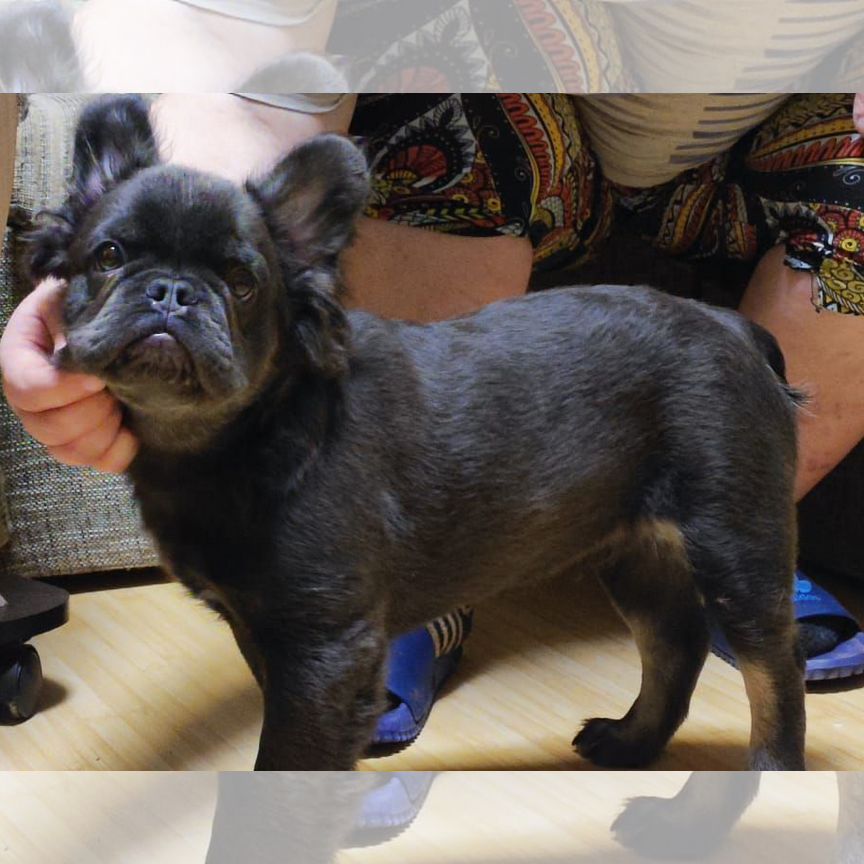 Француз флаффи, голубой подпал