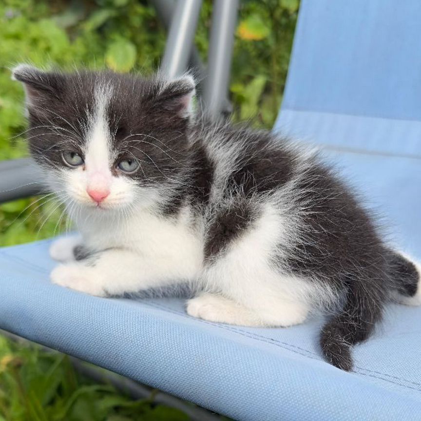 Отдам котенка