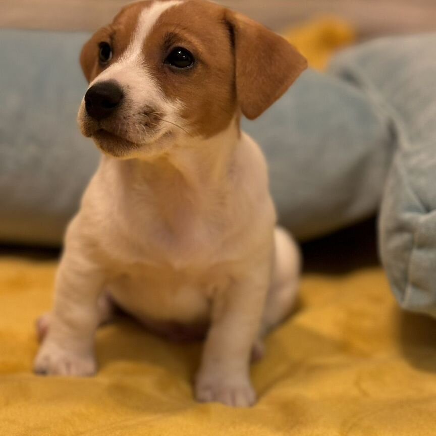 Джек расл терьер щенки