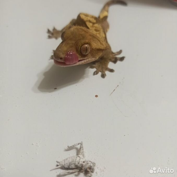 Реснитчатый бананоед