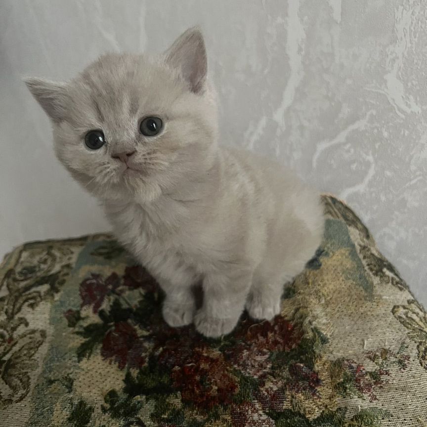 Котята шотландские