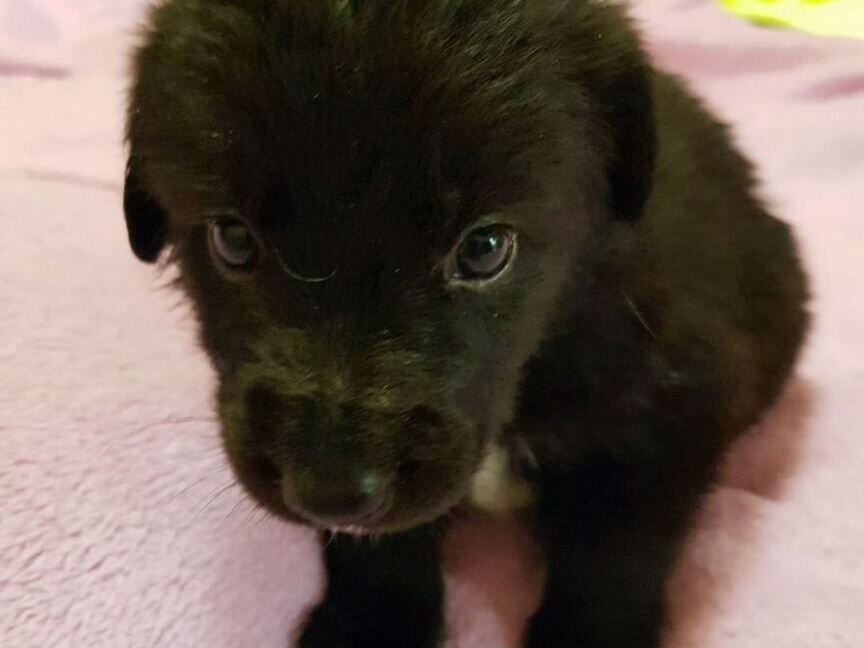 Девочка 1.5 Мес в приюте