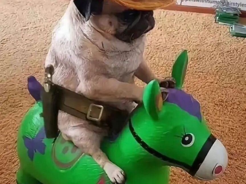 Мопс шериф с ослом, хоббихорсер, дикий, мощный