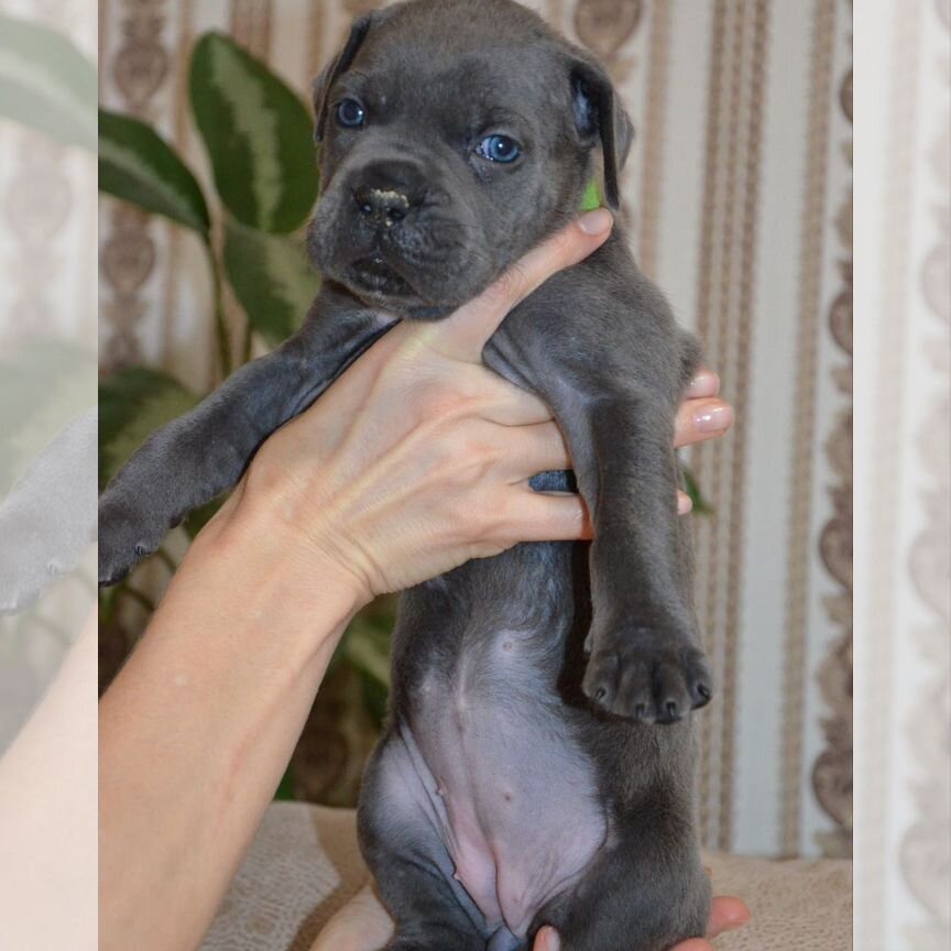 Щенки кане корсо