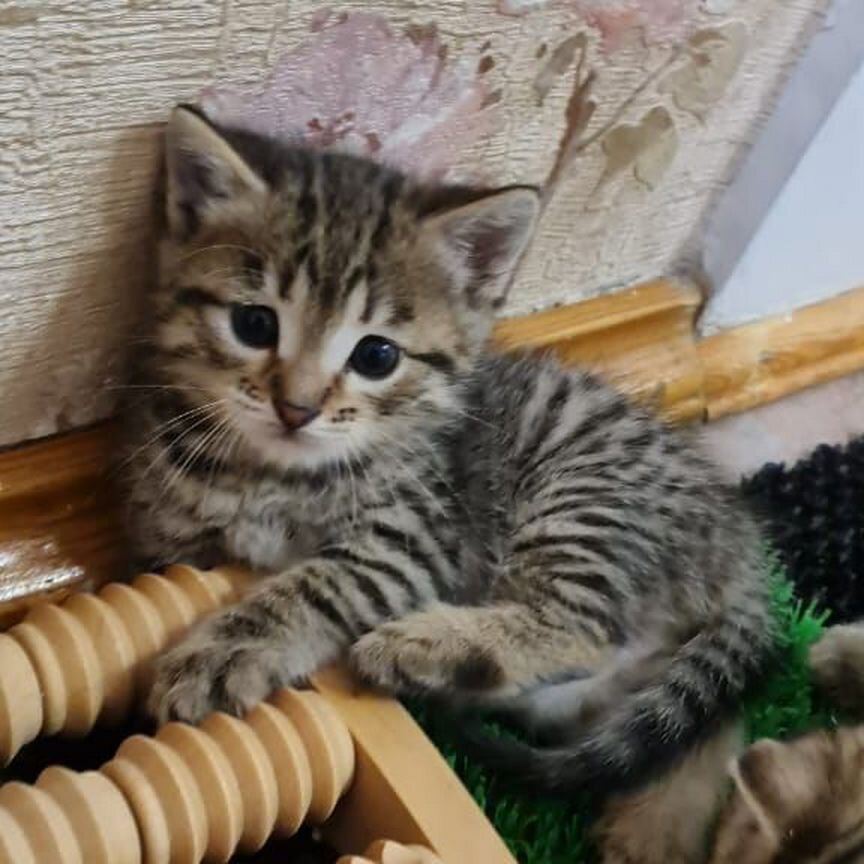 Отдам котят в добрые руки