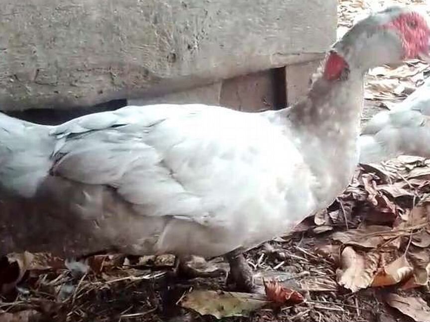 Голубые индоутки